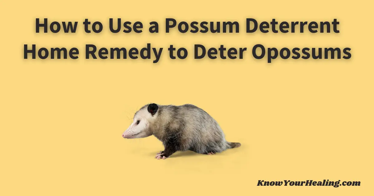 How to Use a Possum Deterrent Home Remedy